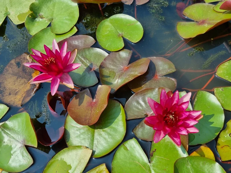 Nymphaea 'Red Blaze' Water Lily - Aquatic Plants Nursery