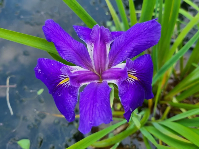 Iris louisiana 'Bayou Bluebird' - Aquatic Plants Nursery