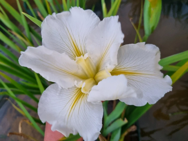 Iris louisiana 'Crushed Ice' - Aquatic Plants Nursery