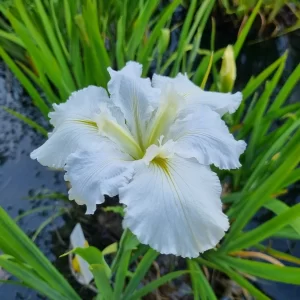 Iris louisiana 'Crushed Ice' - Aquatic Plants Nursery