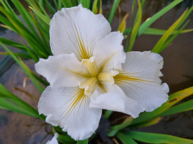 Iris louisiana 'Crushed Ice' - Aquatic Plants Nursery