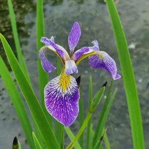 Iris versicolor 'Pacifica' - Aquatic Plants Nursery