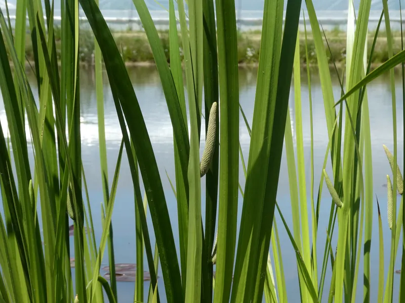 Acorus calamus (Sweet Flag) - Aquatic Plants Nursery