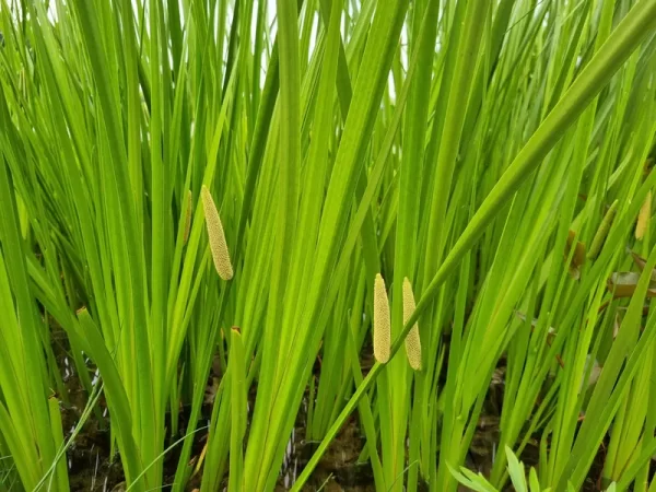 Acorus calamus (Sweet Flag) - Aquatic Plants Nursery