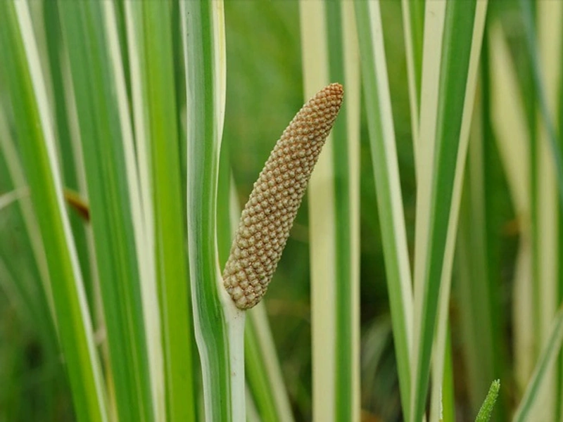 Acorus Calamus 'Variegatus' (Variegated Sweet Flag) - Aquatic Plants ...