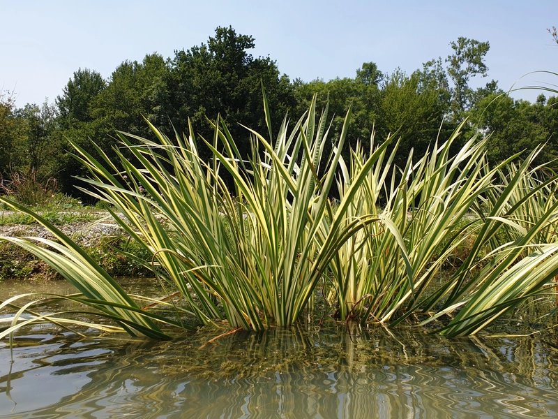 Acorus Calamus 'Variegatus' (Variegated Sweet Flag) - Aquatic Plants ...