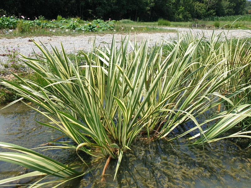 Acorus Calamus 'Variegatus' (Variegated Sweet Flag) - Aquatic Plants ...
