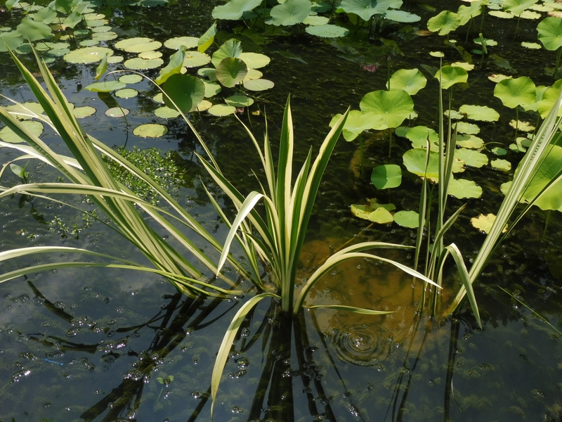 Acorus Calamus Variegatus Variegated Sweet Flag Aquatic Plants