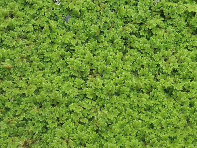 Azolla filiculoides (Water Fern) - Aquatic Plants Nursery