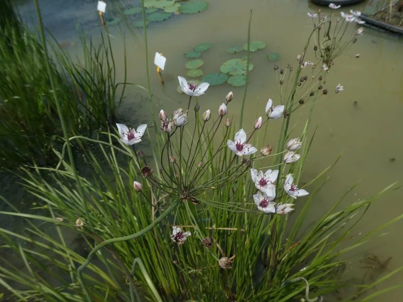 Butomus umbellatus 'Albus' (White Flowering Rush) - Aquatic Plants Nursery