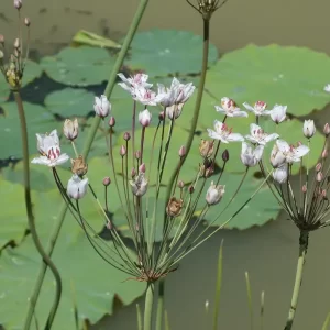 Butomus umbellatus 'Albus' (White Flowering Rush) - Aquatic Plants Nursery