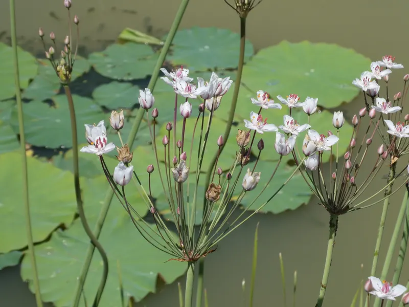 Butomus umbellatus 'Albus' (White Flowering Rush) - Aquatic Plants Nursery