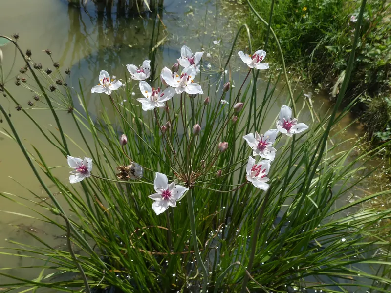 Butomus umbellatus 'Albus' (White Flowering Rush) - Aquatic Plants Nursery