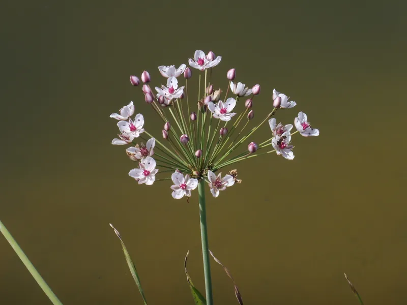 Butomus umbellatus (Flowering Rush) - Aquatic Plants Nursery