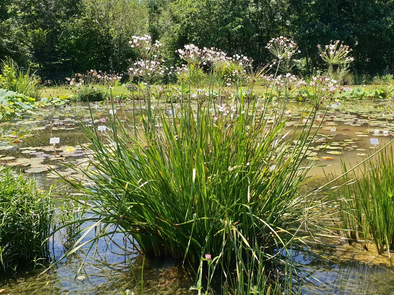 Butomus umbellatus (Flowering Rush) - Aquatic Plants Nursery