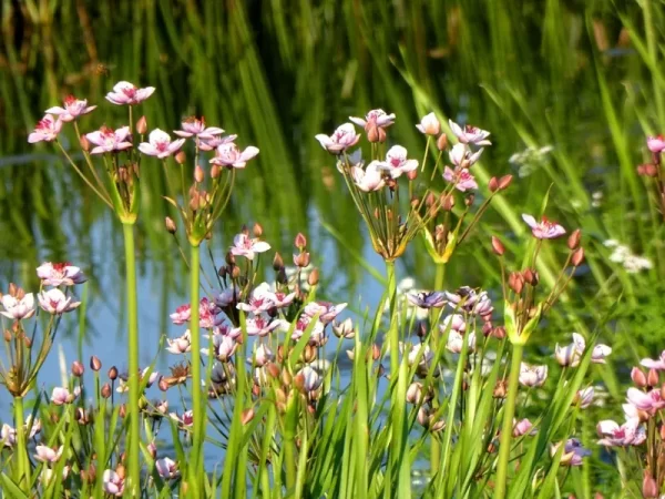 Butomus umbellatus (Flowering Rush) - Aquatic Plants Nursery