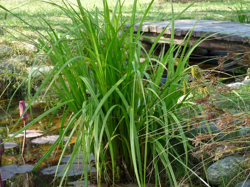 Carex pseudocyperus (Hop Sedge) - Aquatic Plants Nursery