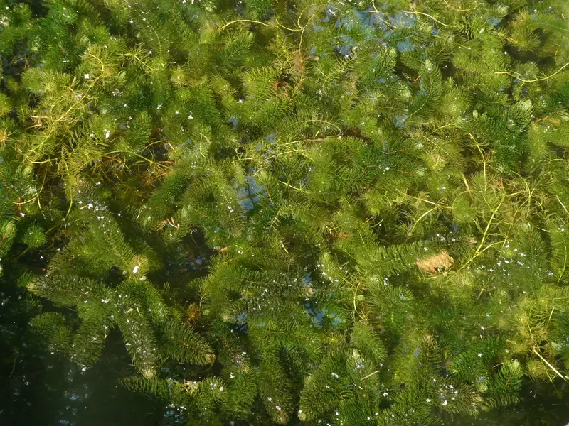 Ceratophyllum demersum (Coontail) - Aquatic Plants Nursery