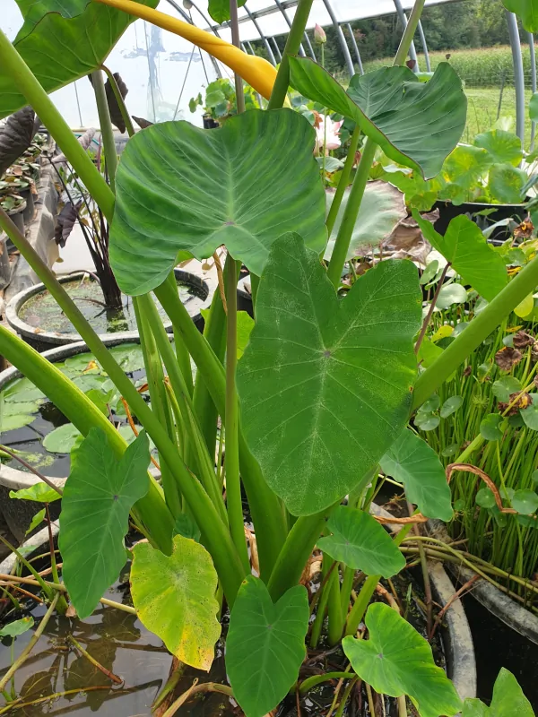 Colocasia esculenta - Aquatic Plants Nursery