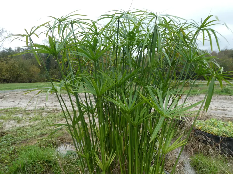 Cyperus alternifolius (Umbrella Sedge) - Aquatic Plants Nursery