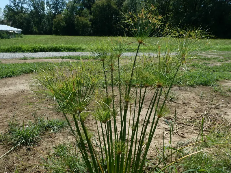 Cyperus papyrus (Paper Reed) - Aquatic Plants Nursery