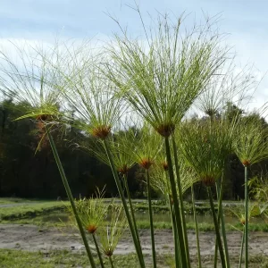 Cyperus papyrus (Paper Reed) - Aquatic Plants Nursery