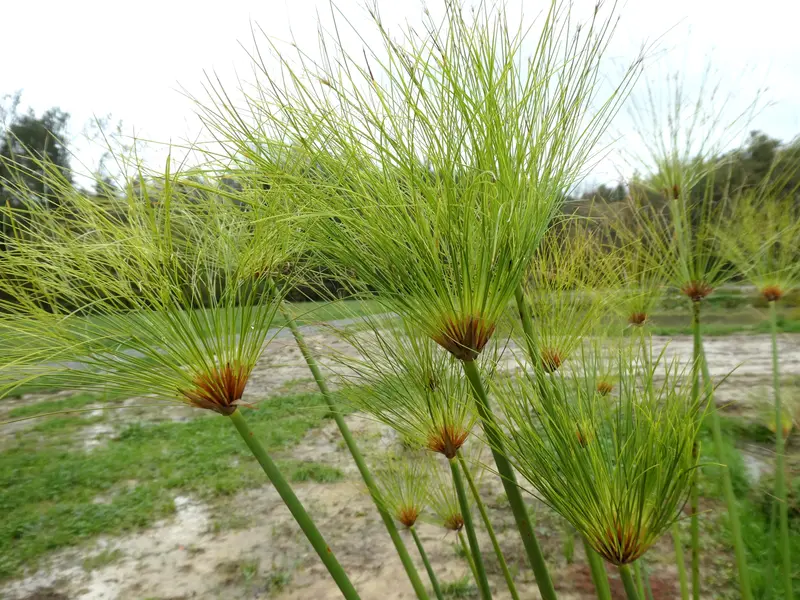 Cyperus papyrus (Paper Reed) - Aquatic Plants Nursery