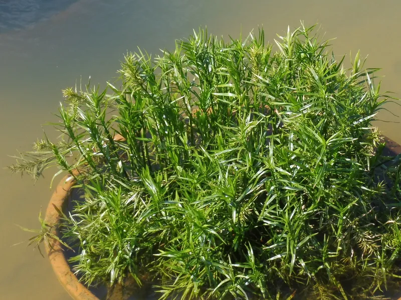 Dulichium arundinaceum (Threeway Sedge) - Aquatic Plants Nursery