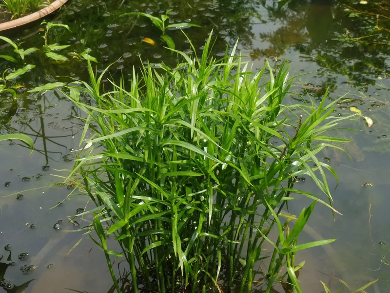 Dulichium arundinaceum (Threeway Sedge) - Aquatic Plants Nursery
