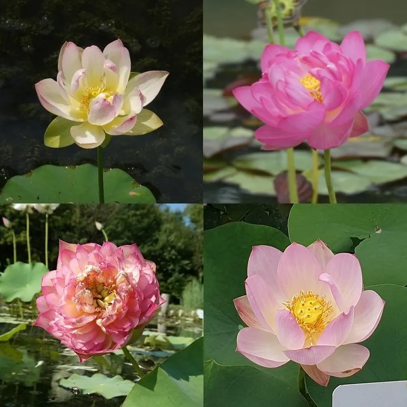 Dwarf lotus flowers - for pots of 30-45 cm in diameter - Aquatic Plants ...