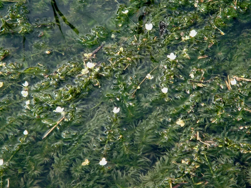 Egeria densa (Large-Flowered Waterweed) - Aquatic Plants Nursery
