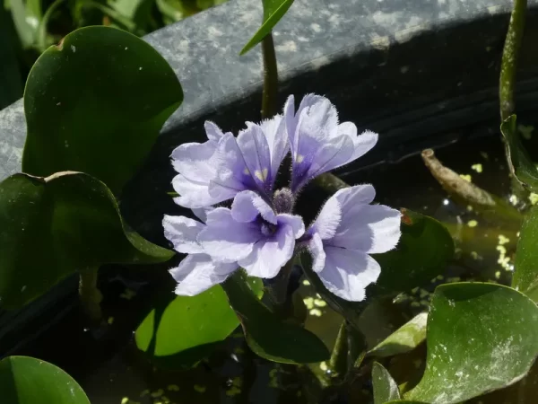Eichhornia azurea (Anchored Water Hyacinth) - Aquatic Plants Nursery