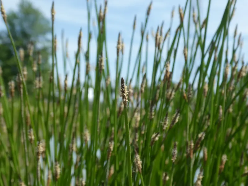 Eleocharis palustris (Common Spikerush) - Aquatic Plants Nursery