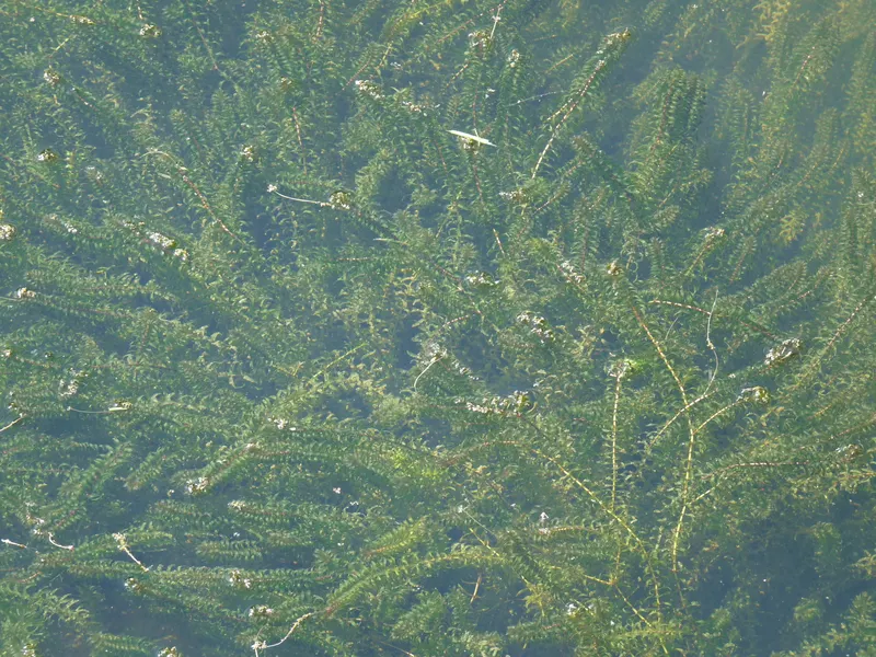Elodea canadensis (Canadian Pondweed) - Aquatic Plants Nursery