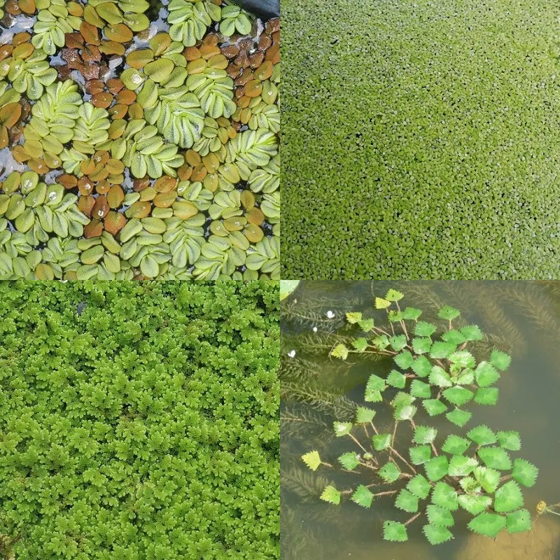 Floating plants - Aquatic Plants Nursery