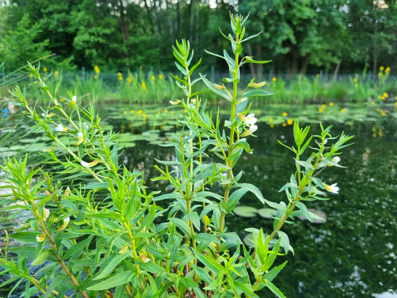 Gratiola officinalis (Common Hedge Hyssop) - Aquatic Plants Nursery