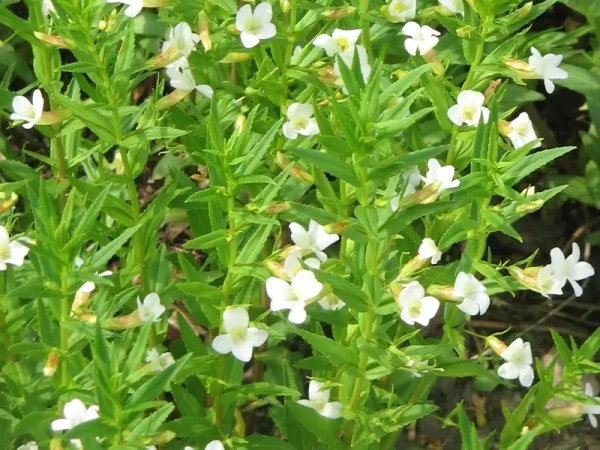 Gratiola officinalis (Common Hedge Hyssop) - Aquatic Plants Nursery