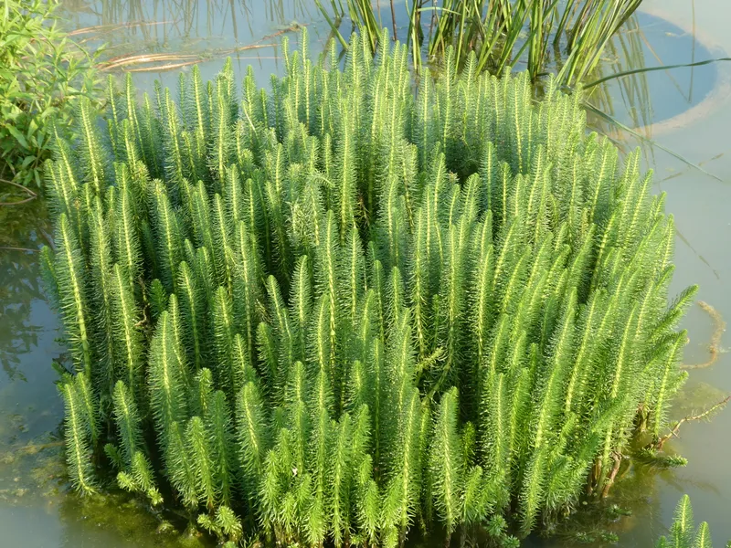 Hippuris vulgaris (Common Mare's Tail) - Aquatic Plants Nursery