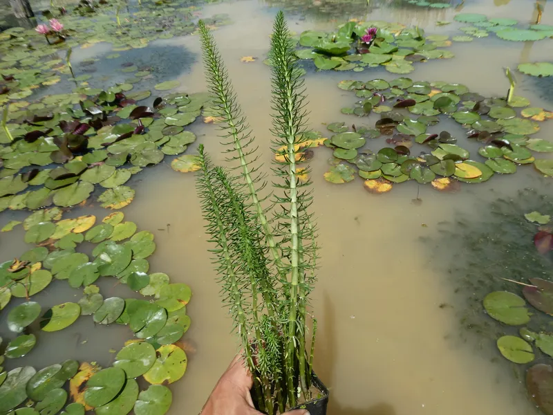 Hippuris vulgaris (Common Mare's Tail) - Aquatic Plants Nursery