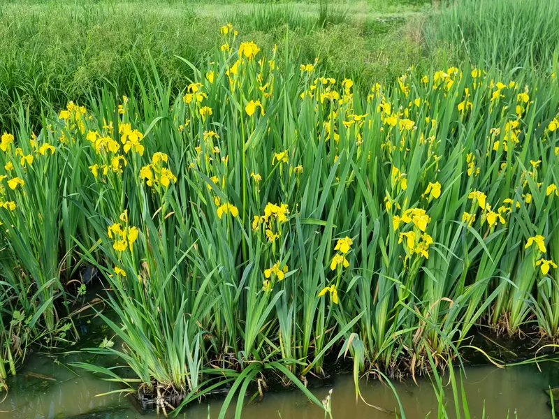 Iris pseudacorus (Yellow Flag) - Aquatic Plants Nursery
