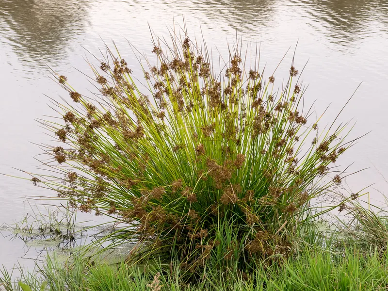 Juncus effusus (Soft Rush) - Aquatic Plants Nursery