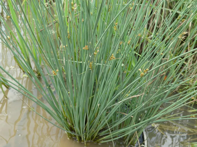 Juncus inflexus (Hard Rush) - Aquatic Plants Nursery