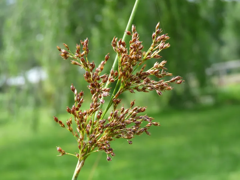 Juncus inflexus (Hard Rush) - Aquatic Plants Nursery