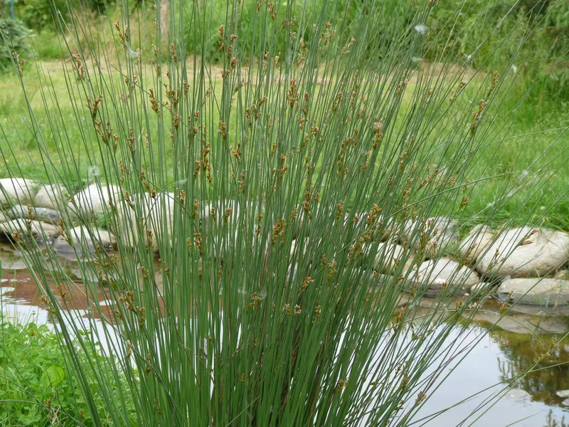 Juncus inflexus (Hard Rush) - Aquatic Plants Nursery