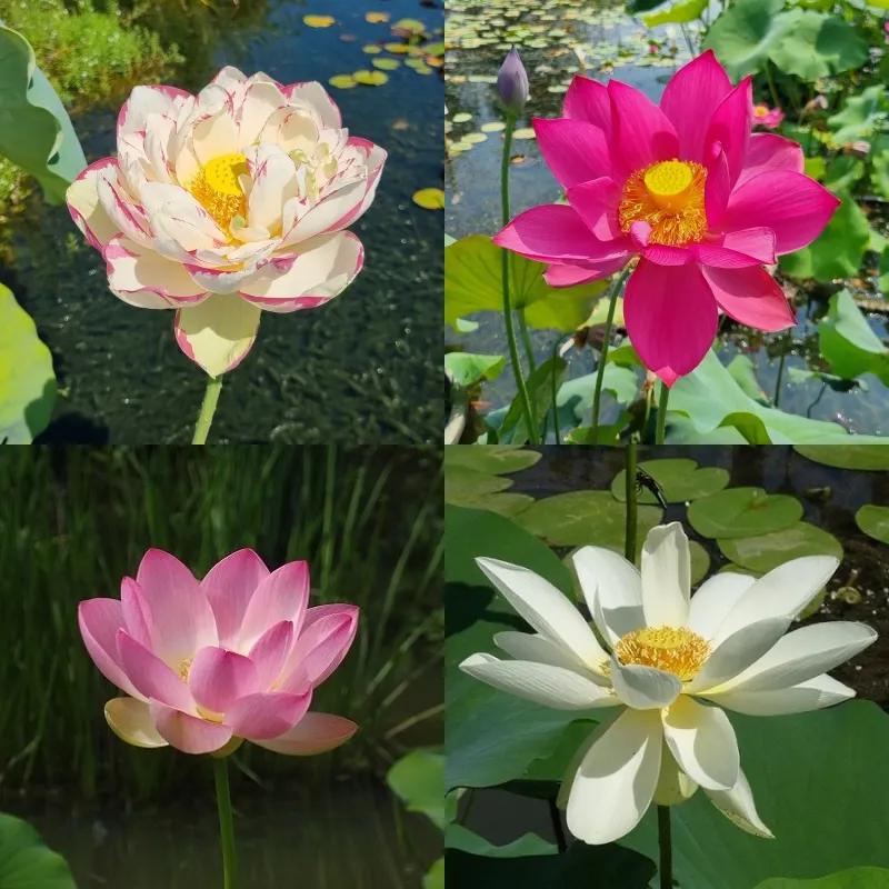 Large Lotus Flower Lotus Flower, Lotus, Leaves