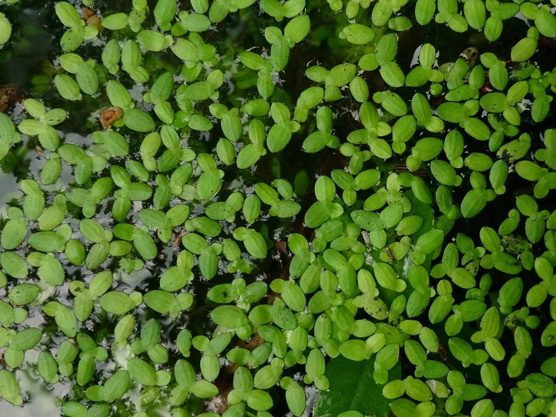 Lemna minor (Common Duckweed) - Aquatic Plants Nursery