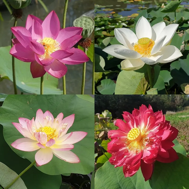 Lotus flowers - Buy Lotus Rhizomes - Aquatic Plants Nursery