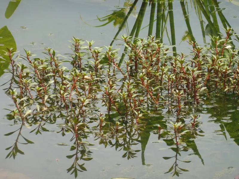 Ludwigia repens 'Rubin' (Creeping Primrose-Willow) - Aquatic Plants Nursery