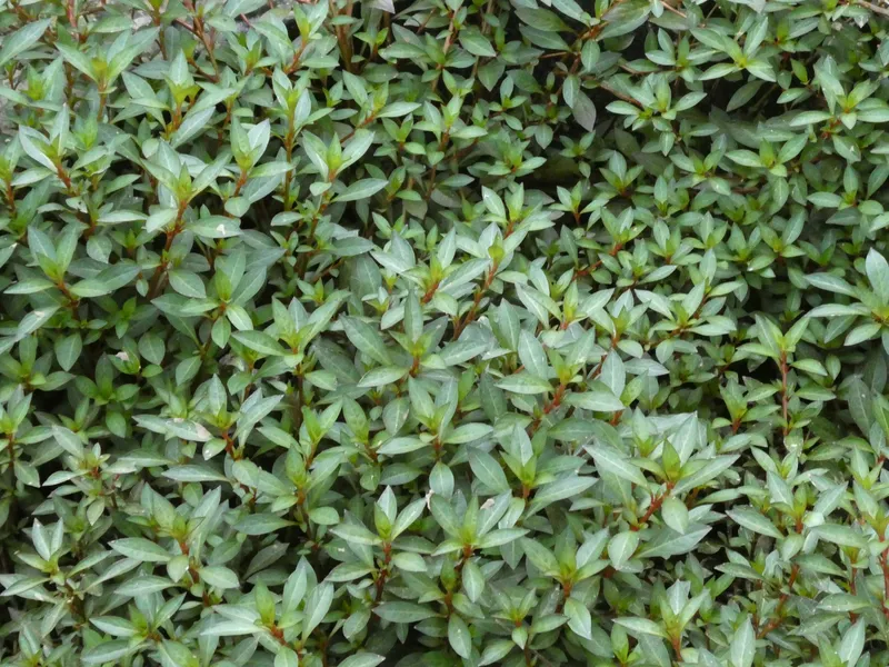 Ludwigia repens 'Rubin' (Creeping Primrose-Willow) - Aquatic Plants Nursery