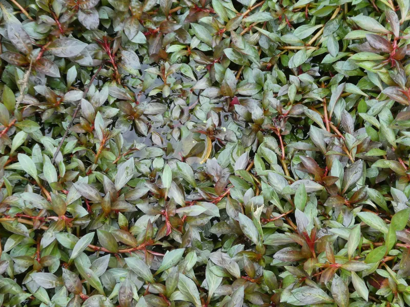 Ludwigia repens 'Rubin' (Creeping Primrose-Willow) - Aquatic Plants Nursery